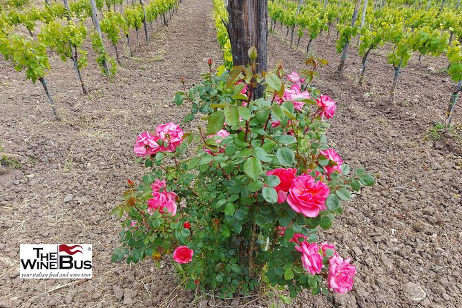 Private Irpinia Wine Tour from Sorrento with sommelier - FAQs About the Irpinia Wine Tour