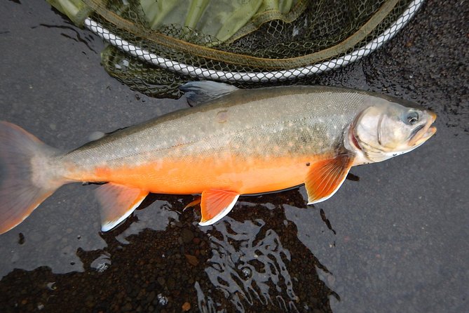 Private Lake and River Fishing Tour from Reykjavik - The Scenery and Wildlife
