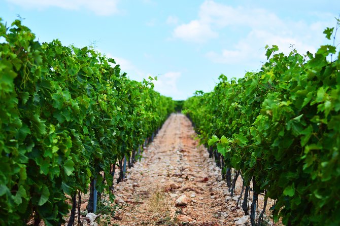 PRIVATE -Secrets of Dalmatian karst & wine experience - In The Sum Up