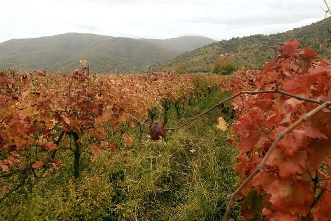 Private Tour to Mtskheta and Georgian Wine Tasting from Tbilisi - Is This Tour Right for You?