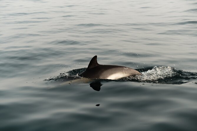 Private Tour with Dolphin Watching in Algeciras Bay - Who Will Love This Tour?