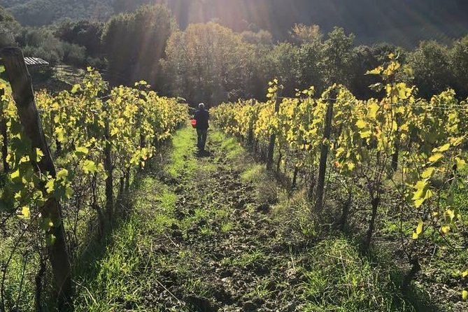 Private wine & EVO Oil Tasting with Tuscan Meal - Practical Details to Know