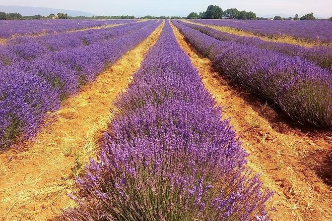 Provence Lavender Full Day Tour from Avignon - Roughly 8.5 Hours of Discovery, Relaxed Pace