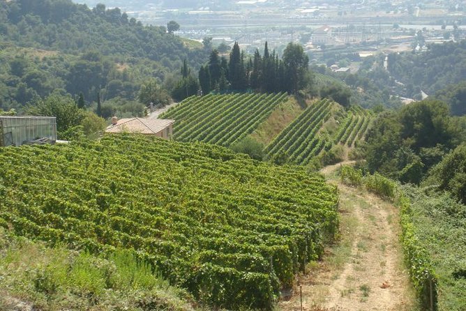Provence Sea & Countryside Full-Day Private Tour - FAQ