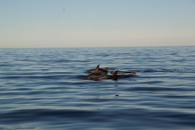 Pula: Private Golden Hour Sail - Dolphins, Drinks & Brijuni Views - FAQ