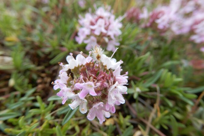 Querceti di Quasano: excursion in the Alta Murgia National Park - Who This Tour Is Best For