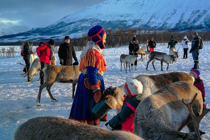 Reindeer Feeding and Sami Culture Afternoon Departure - Practical Considerations