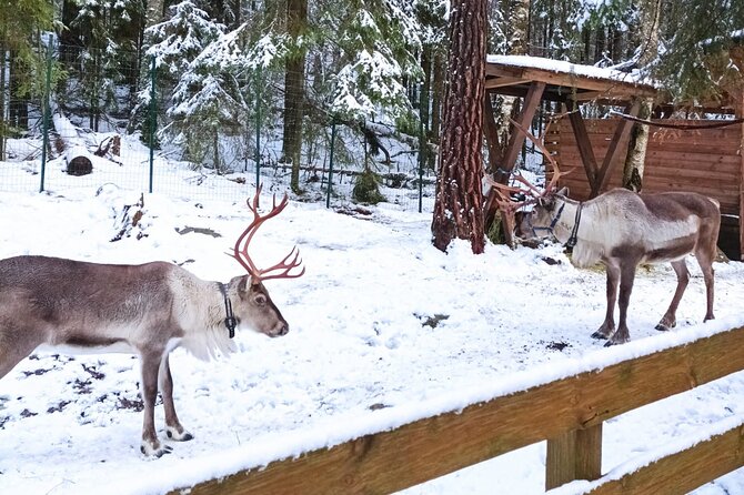 Reindeer Park Adventure VIP Car (private service) - Practical Details to Keep in Mind