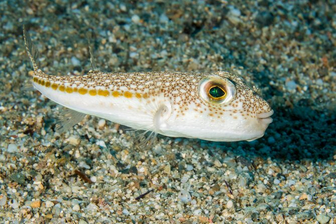 Research diving with a Marine Biologist in Crete - FAQ
