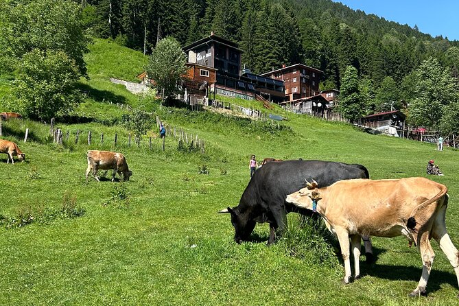 Rize and Ayder Tour Mountains and River - Summing It All Up