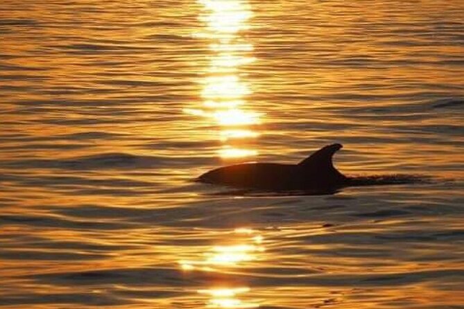 Romantic Boat Trip with Dolphin Watching - FAQ
