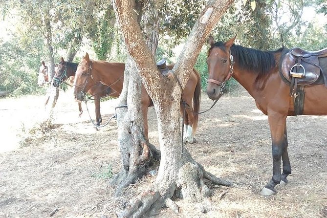 Rome : Horseback Riding with meals and wine included - Overall Experience: Summing It Up