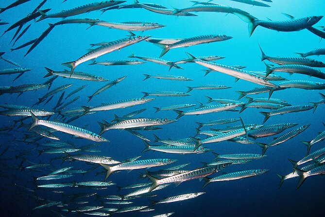 Scuba Diving Baptism and Snorkeling in Ibiza - Who Should Consider This Experience?