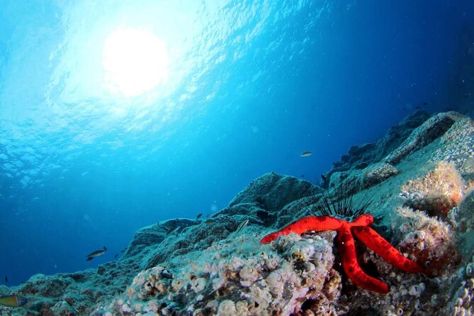 Scuba Diving Experience for Beginners in Ponta de São Lourenço - Final Thoughts