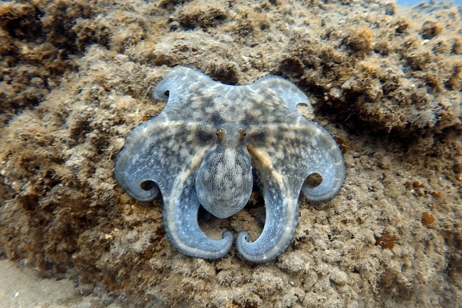 Scuba Diving for Certified Divers in Costa Adeje - FAQ