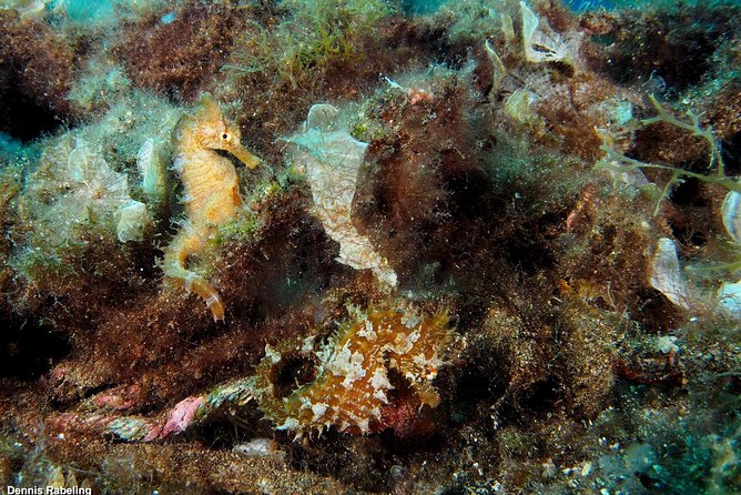 Single Dive for qualified divers from shore, region Puerto del Carmen. - Frequently Asked Questions (FAQs)