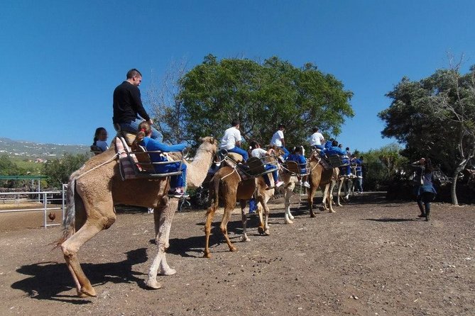 Skip the Line: Camel Park Tenerife Ticket - The Sum Up: Is the Camel Park Tenerife Worth It?
