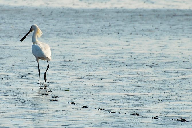 Small Group Half Day Seal Safari at UNESCO Site Waddensea from Amsterdam - FAQs