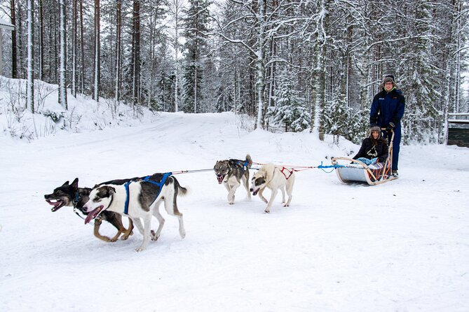 Small-Group Husky Mushing Experience in Rovaniemi - The Sum Up