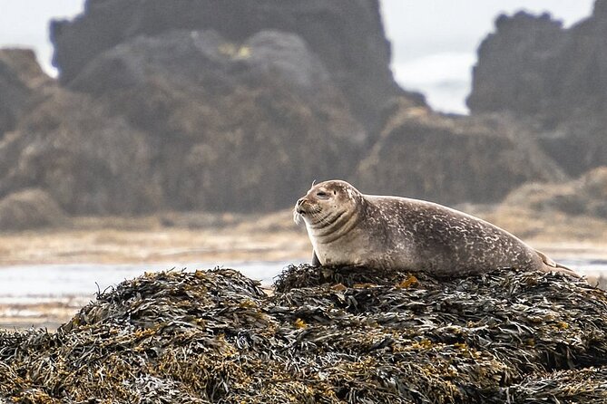 Snaefellsnes Peninsula Full Day Tour from Reykjavik - Who Should Take This Tour?