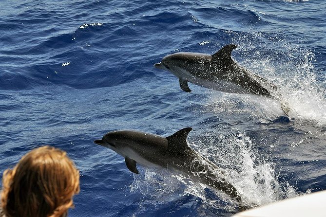 Spirit of the Sea: Cetacean sighting in Gran Canaria - FAQ