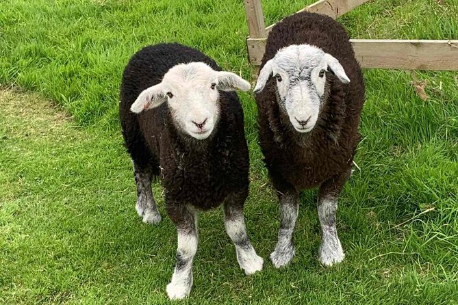 Tea with Naughty Sheep - Final Thoughts