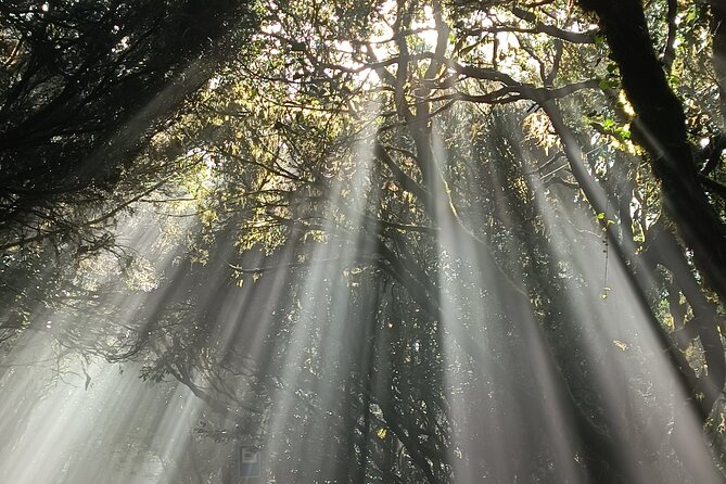 Tenerife: Hiking Tour in Anaga Mountains & Enchanted Forest - Frequently Asked Questions (FAQ)