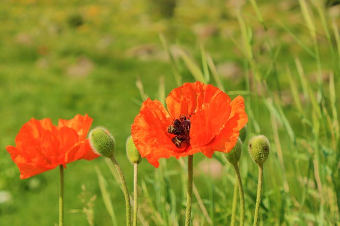 The Great Beauty of Armenia: 7-Day Culture and Cuisine Tour - The Sum Up