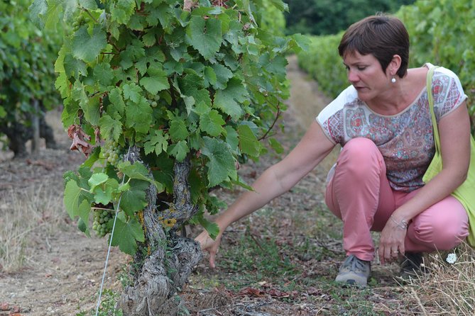 Tour of a Vineyard, Winery & Cellar with Wine Tasting in Vouvray, Loire Valley - The Sum Up