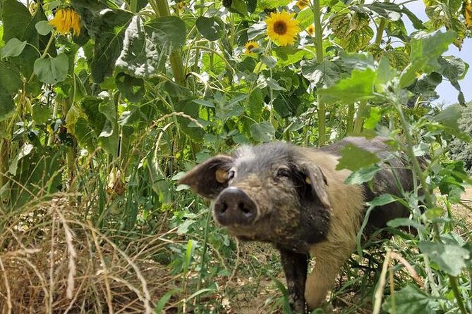 Tour of the Alpacas and the pigs of Cinta Senese in Montepulciano - Who Will Enjoy This Tour?