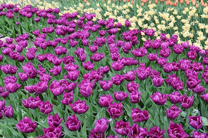 Tour to Giethoorn and Keukenhof Tulip Fields from Amsterdam - Final Thoughts