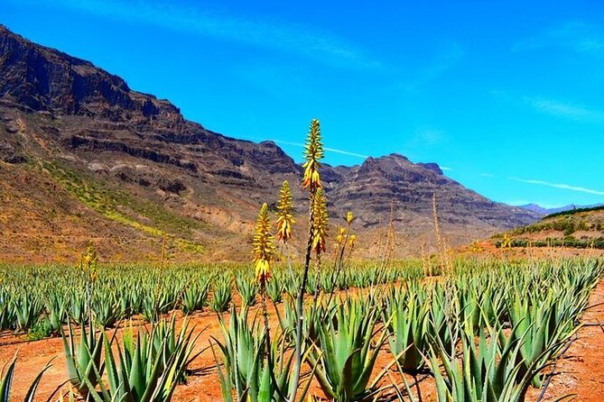 Tour to Guayadeque, Firgas, Fataga - VIP - The Value of the Tour