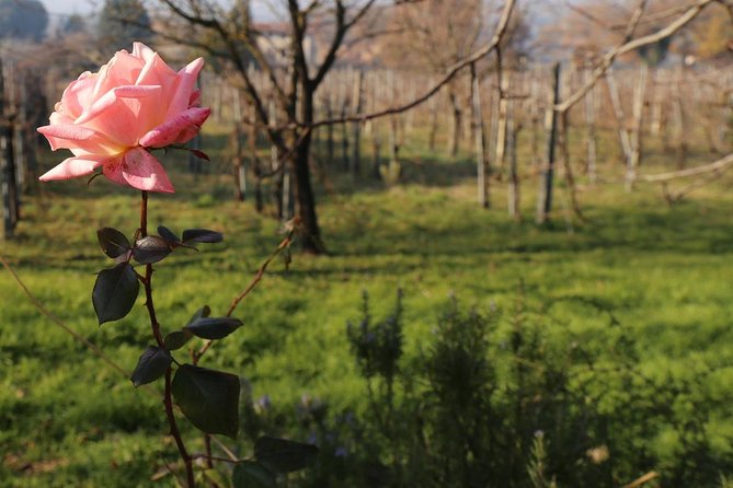 Truffle Hunt & Bio Lunch in Assisi - FAQ