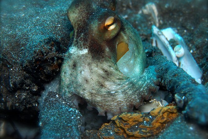 Try Scuba Diving in a turtle area (boat) - Practical Tips for Participants