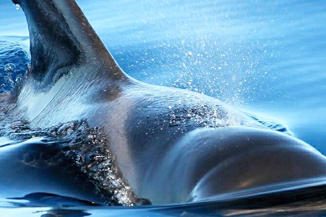 Whale & Dolphin Watching With Mustcat Virgin Coast Trip On a Large Catamaran - Who Will Enjoy This Tour?