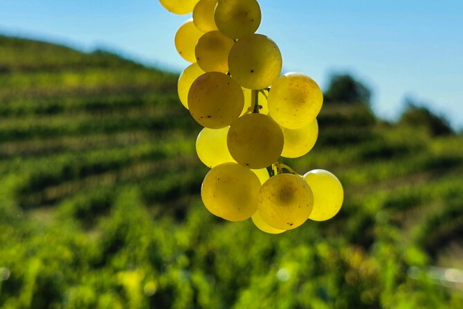 Wine Degustation in the Heart of Slovenian Istria - FAQ