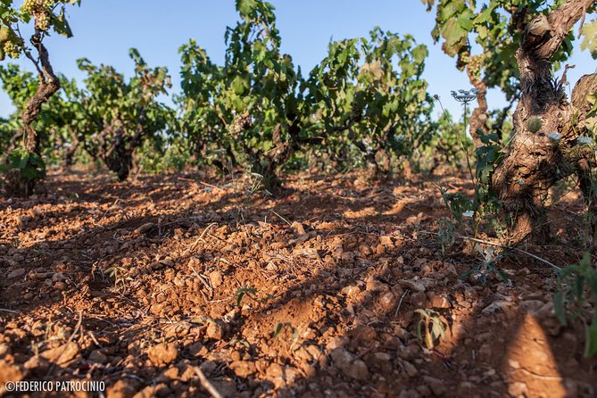 Wine Experience - What You Can Expect in Detail
