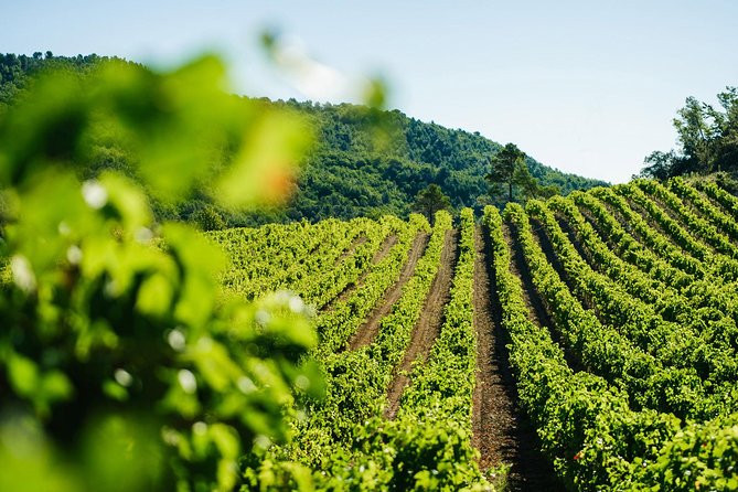 Wine Tasting, Cannes, Coco Chanel, Perfume Factory & Grasse - Who Will Appreciate This Tour?