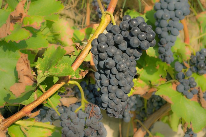 Wine Tour Bolgheri Half day Shore Excursion from Piombino Port - Final Thoughts