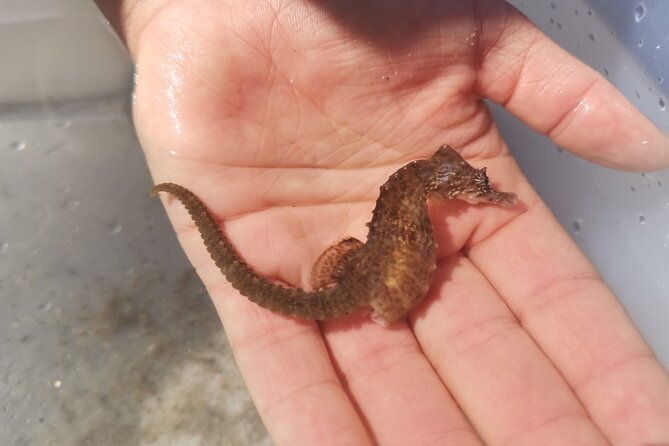 Zeeland Beach safari with Fishnet NL/DE - Final Thoughts: Who Will Love This Safari?