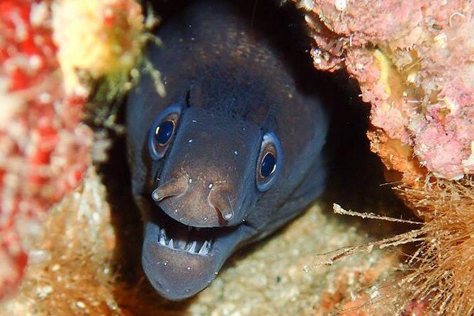 6 Diving Sites Scuba Diving Package in Gran Canaria - Who Is This Tour Best For?