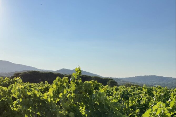 1/2 day, private wine tour, van from Saint Tropez - Who Should Consider This Tour?