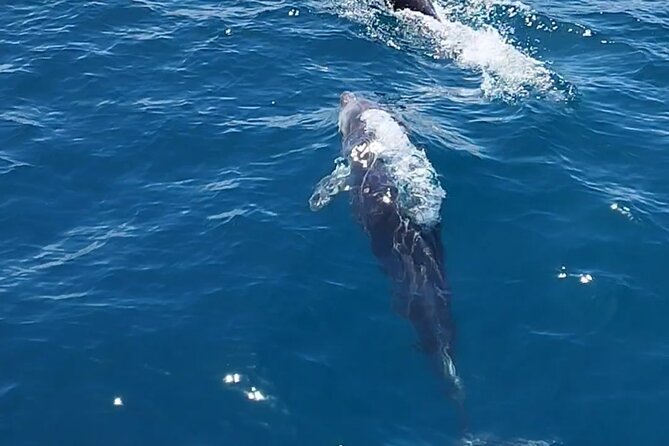 2 h Estepona Bay Tour - The Experience You’ll Remember