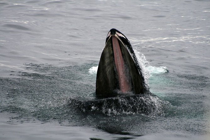 2-Hour RIB Boat Whale Watching Tour from Reykjavik - FAQ