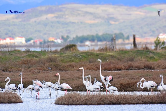 Albania Birdwatching, Kayaking, Bicycle National Park Divjaka Karavasta(ARG) - The Sum Up