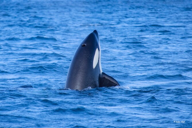 Alta Fjord Whale Watching on a Heated Boat - The Sum Up