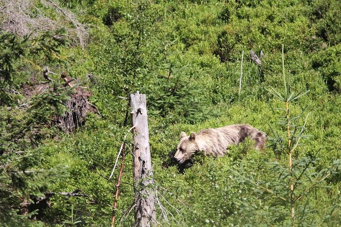 Bearwatching Hiking Day Tour in High Tatras from Poprad - Practical Tips for Travelers