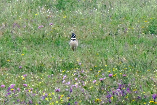 Birdwatching day around Sagres - The Sum Up: Who Should Consider This Tour?