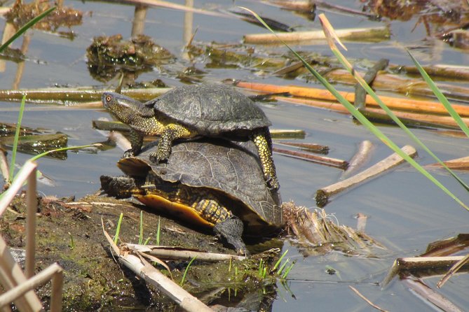Birdwatching day in the Ria Formosa Natural Park - Frequently Asked Questions