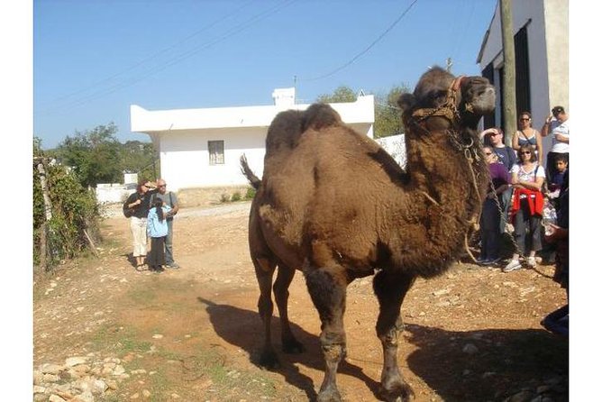 Bodrum Jeep Safari & village tour with Lunch - Fullday Tour - The Sum Up